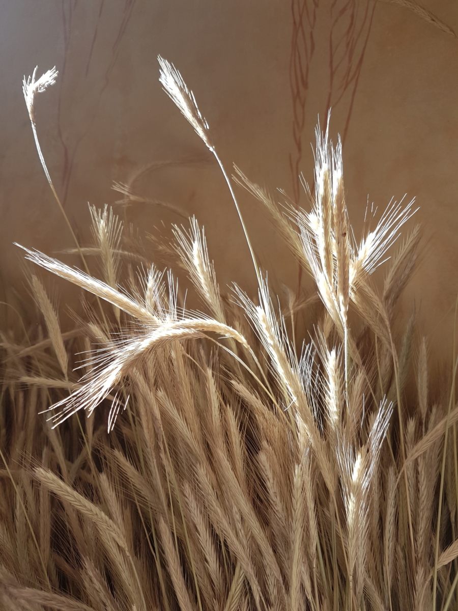 Grundkurs i halm - Halmens Hus